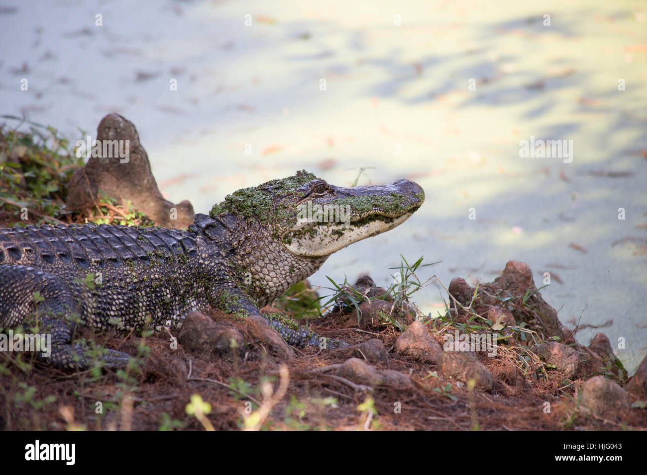 Alligator looking for prey hi-res stock photography and images - Alamy