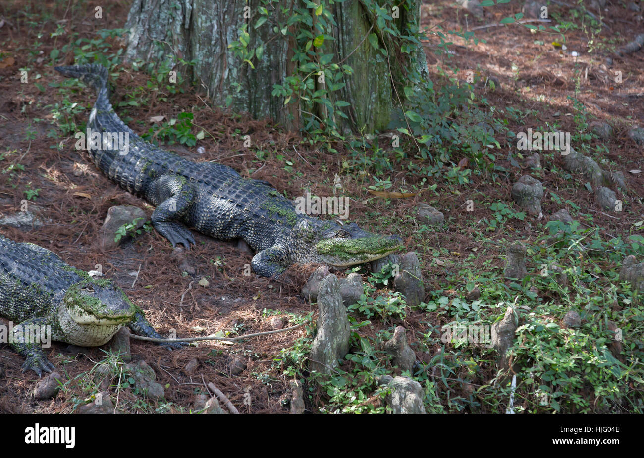 Two alligators (Alligator mississippiensis) resting near a bayou shore ...