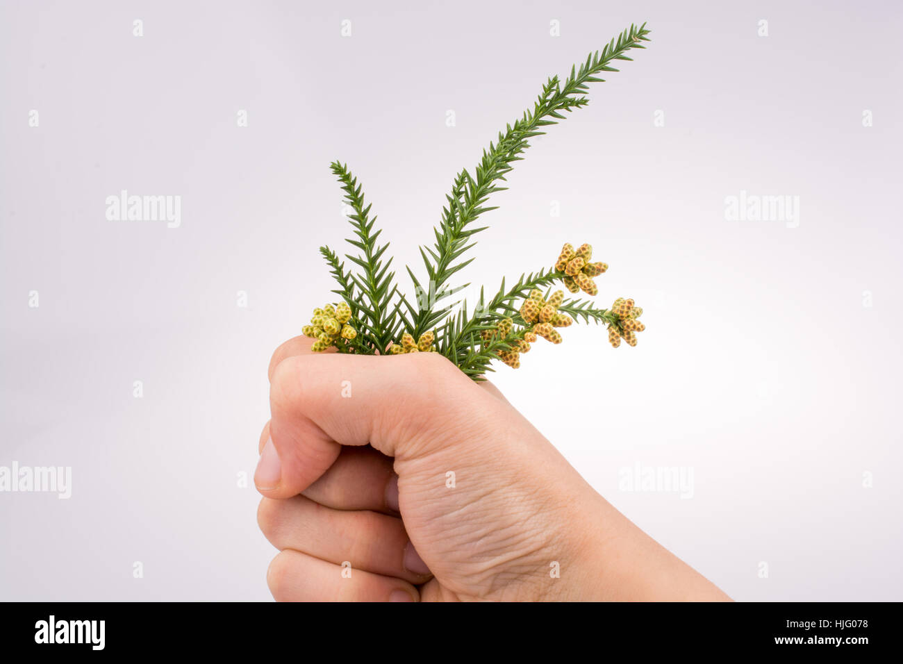 Hand holding a green leaf in hand on a white background Stock Photo - Alamy