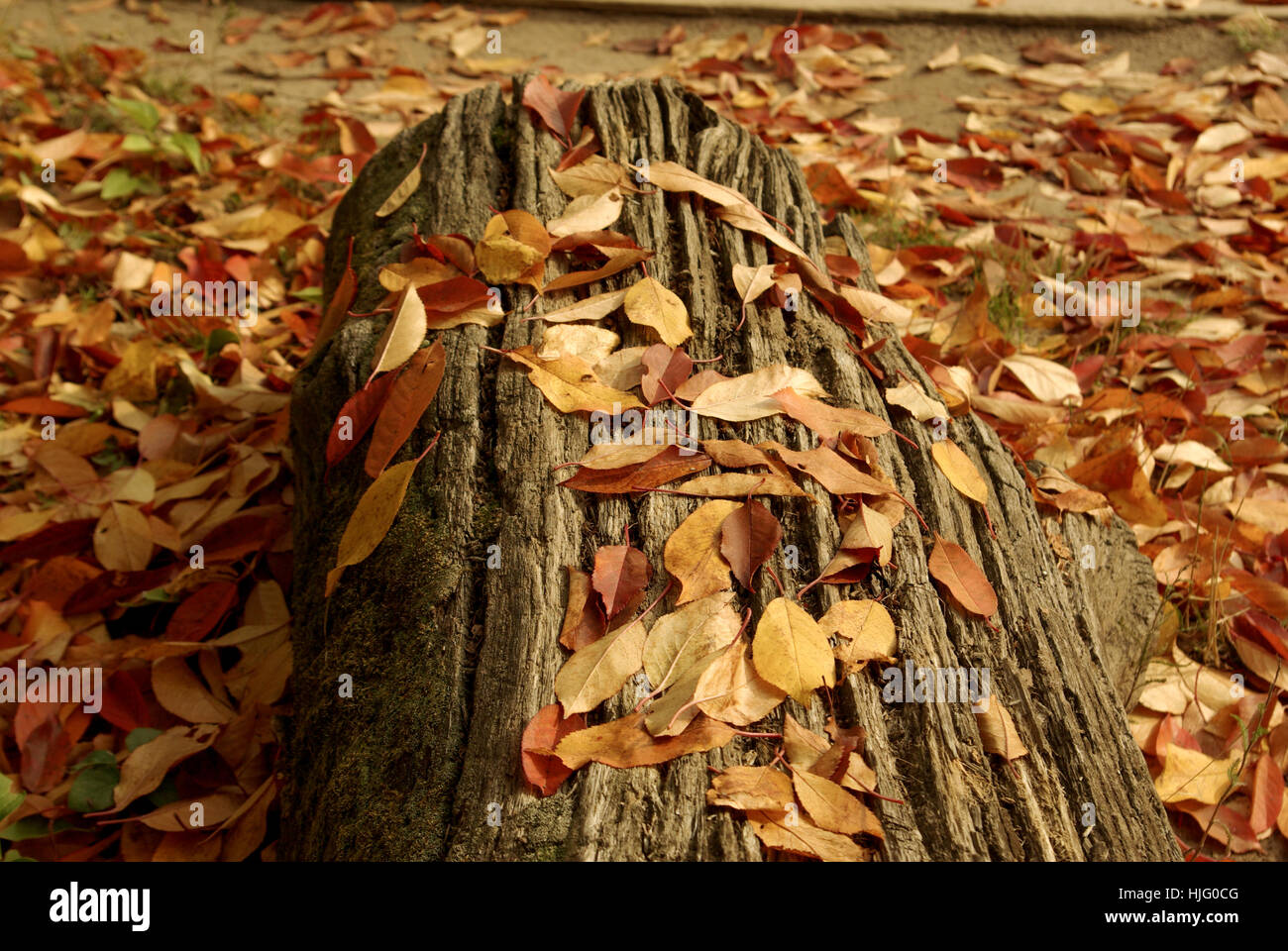 Colorful dry leaves covered a log in the garden Stock Photo - Alamy