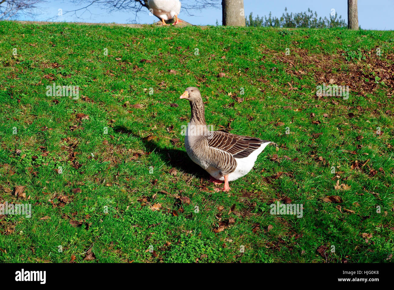 GOOSE MARCHING ON THE BANK RIVER EXE Stock Photo - Alamy