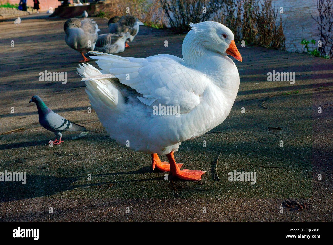 COLD DAY GOOSE Stock Photo - Alamy