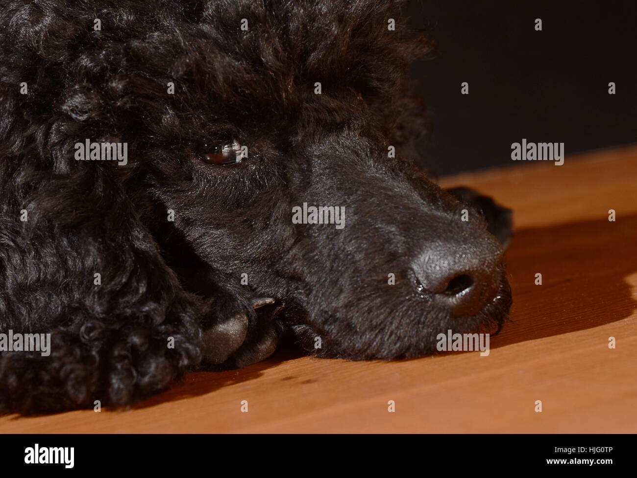 black cute poodle dog on floor, watching guiltily Stock Photo - Alamy
