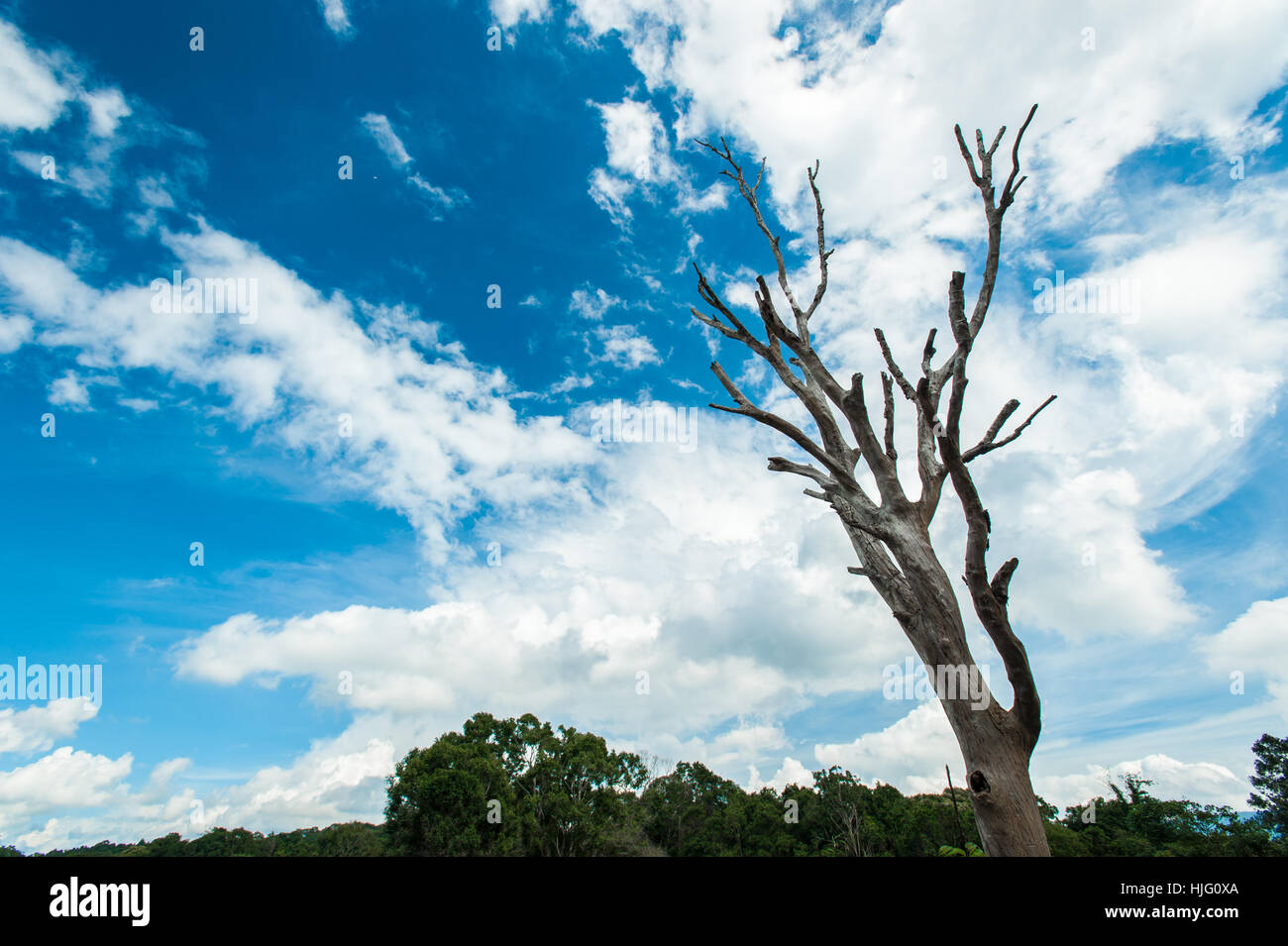 Abstract Tree and Blue Sky Background Stock Photo - Alamy