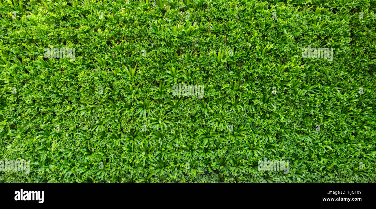 Beautiful Green leaf wall and background Stock Photo - Alamy