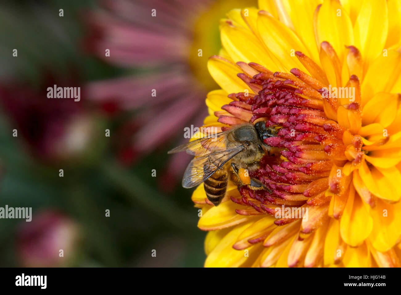 Bee collecting honey Stock Photo - Alamy