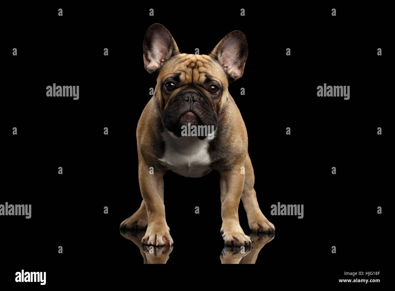 Fat bulldog hi-res stock photography and images - Alamy