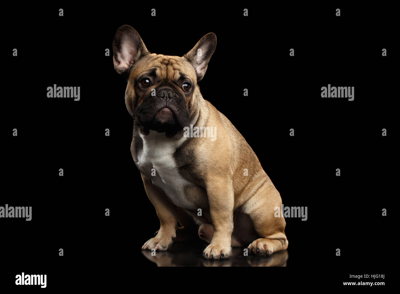 French bulldog side view fawn hi-res stock photography and images - Alamy