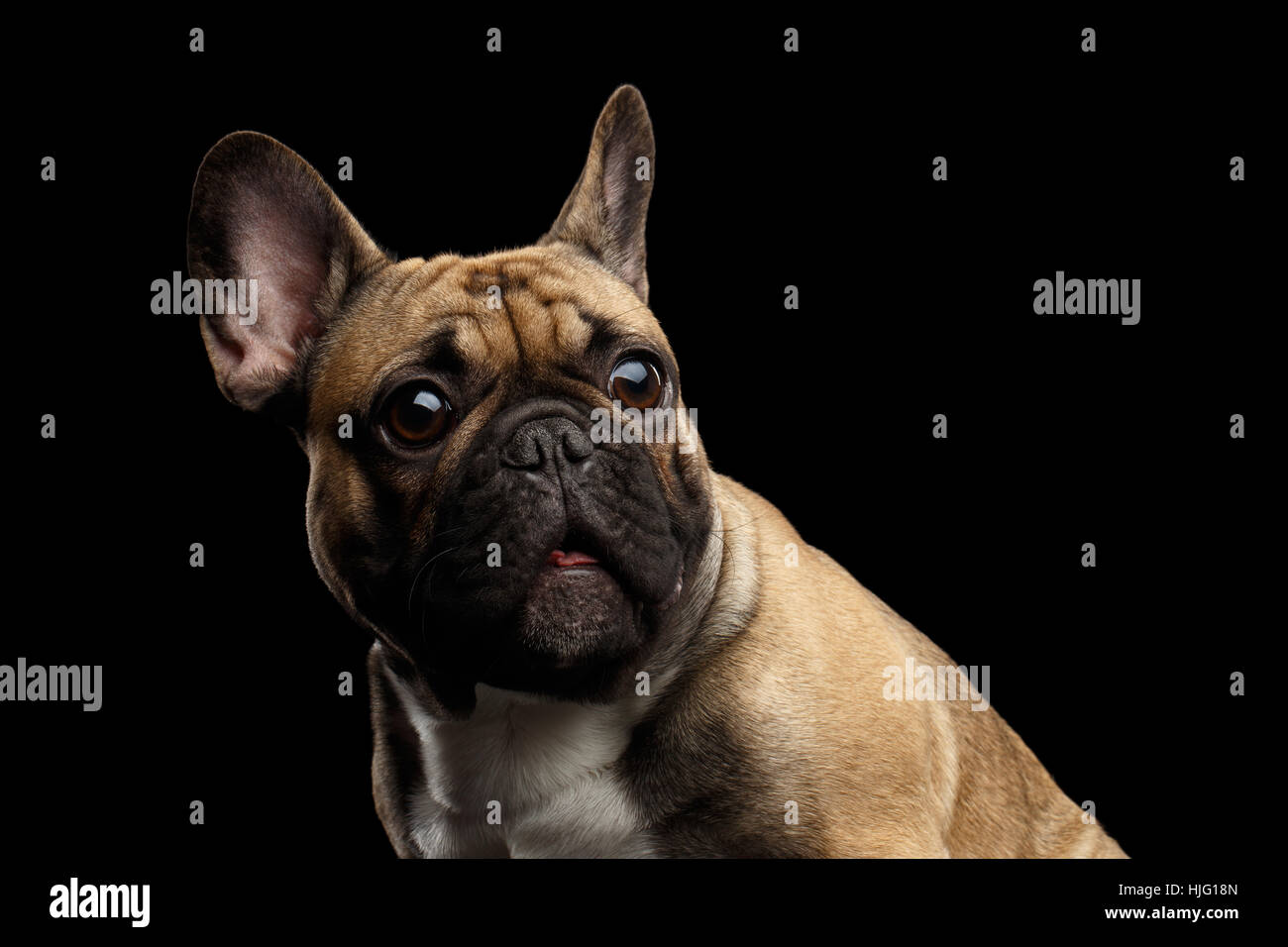 Fat bulldog hi-res stock photography and images - Alamy