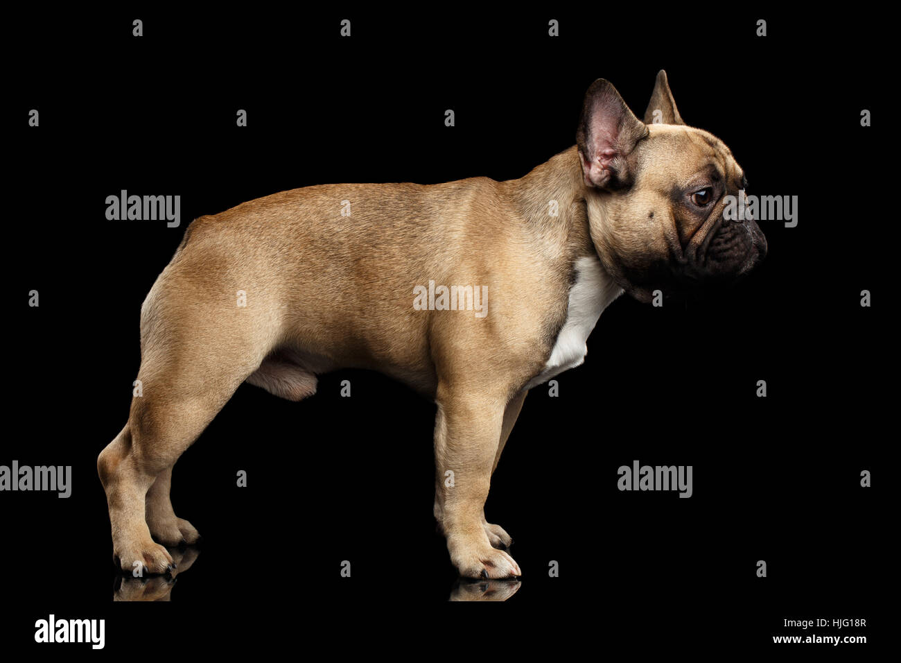 Side view of bulldog hi-res stock photography and images - Alamy