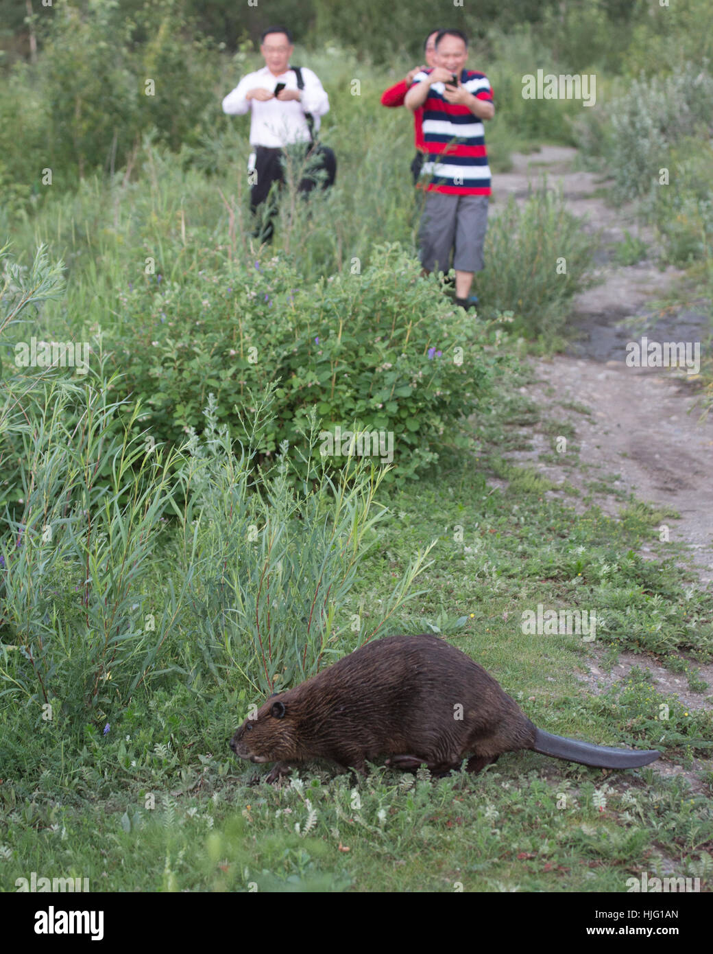 Men watching and taking smart phone photos of Canadian Beaver (Castor ...
