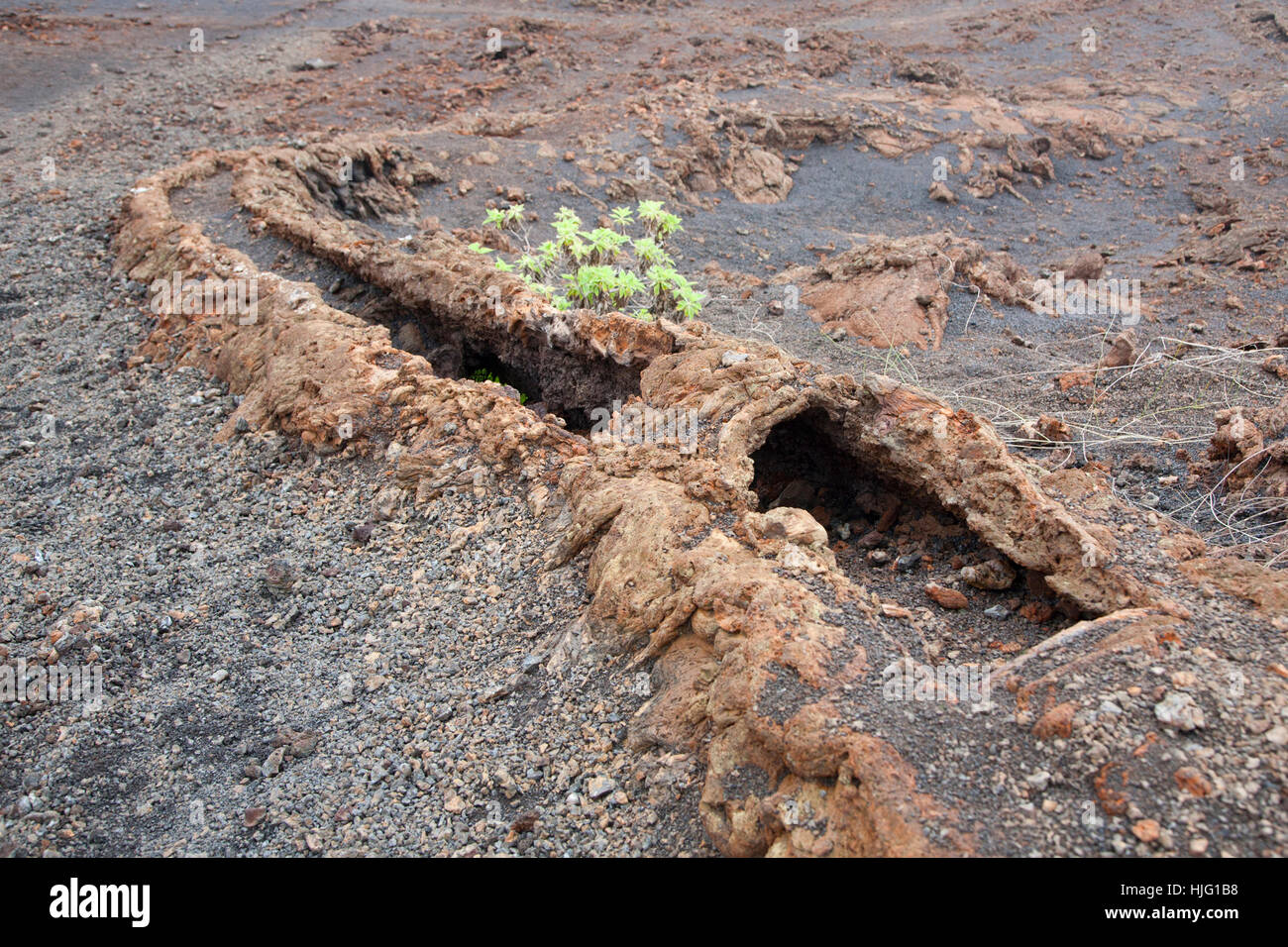 Lava tunnel cave galapagos High Resolution Stock Photography and Images ...