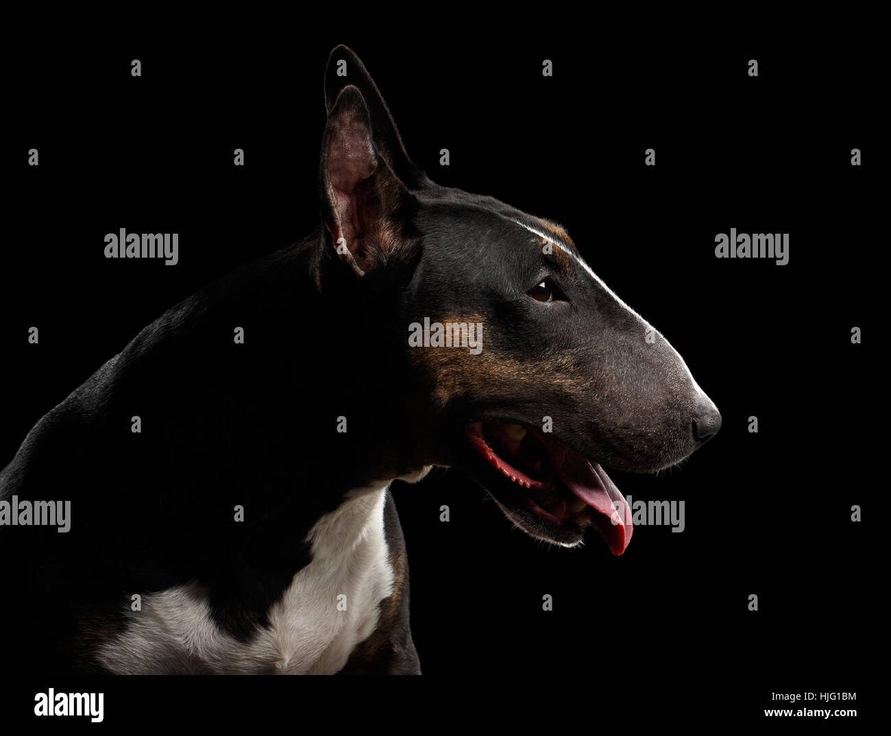 Bull terrier head hi-res stock photography and images - Alamy