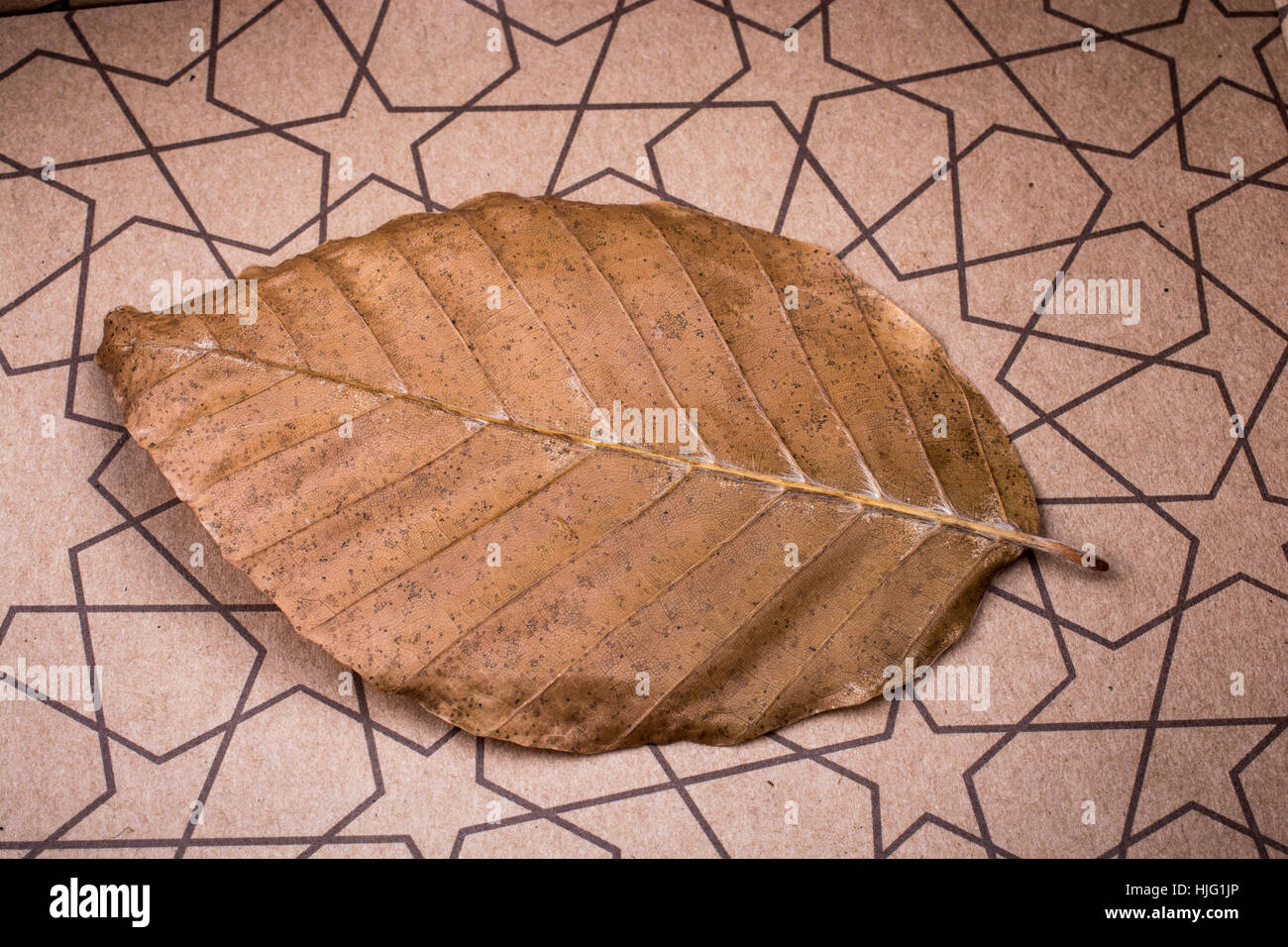 Beautiful dry autumn leaf placed on a paper with a pattern background ...