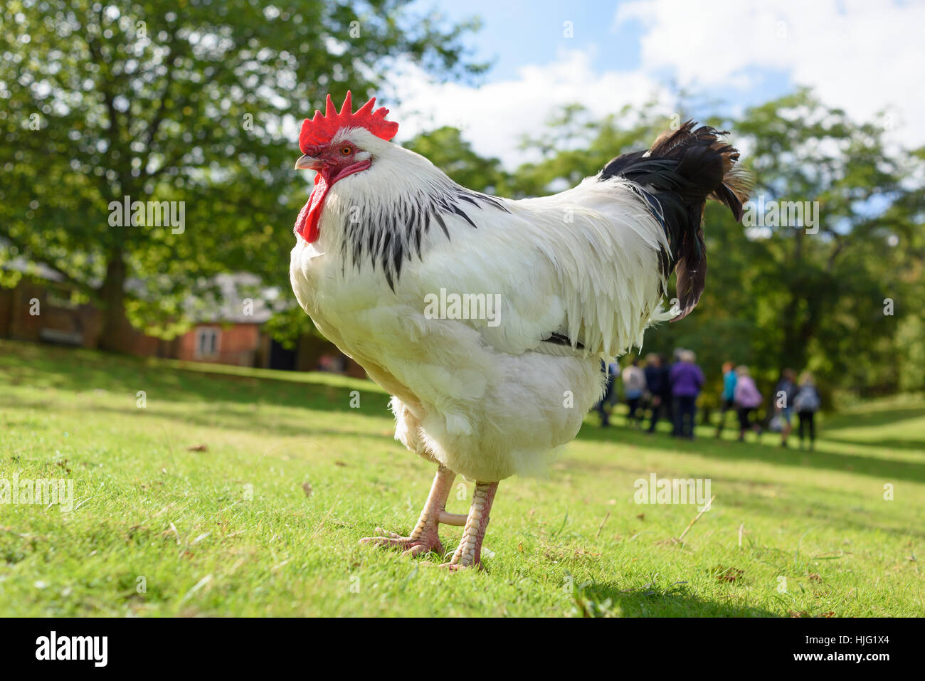 Castilian Black Chicken with Red Crest in field Stock Photo - Alamy