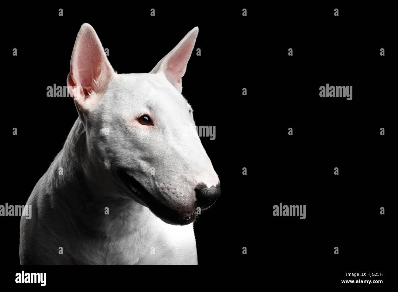 Bull terrier head hi-res stock photography and images - Alamy
