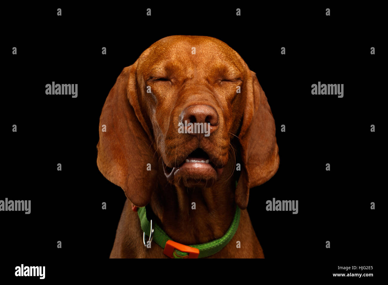 Portrait of Hungarian Vizsla Dog on isolated black background Stock ...