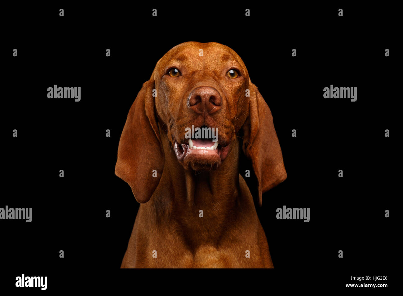 Vizsla funny hi-res stock photography and images - Alamy