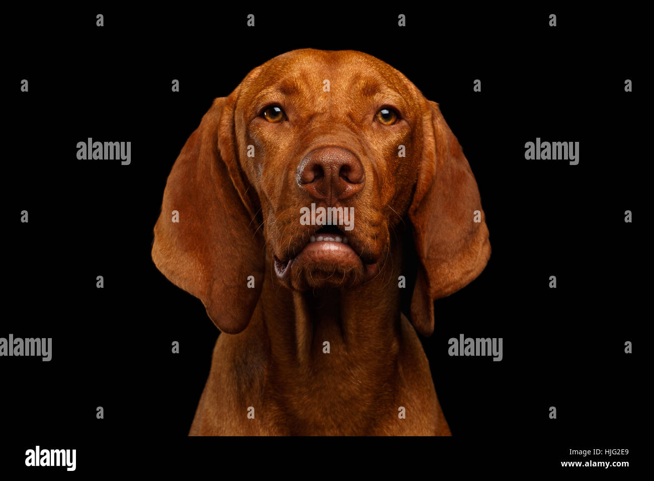 Vizsla funny hi-res stock photography and images - Alamy