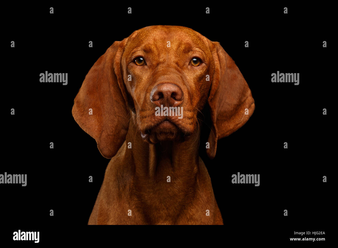 Vizsla funny hi-res stock photography and images - Alamy