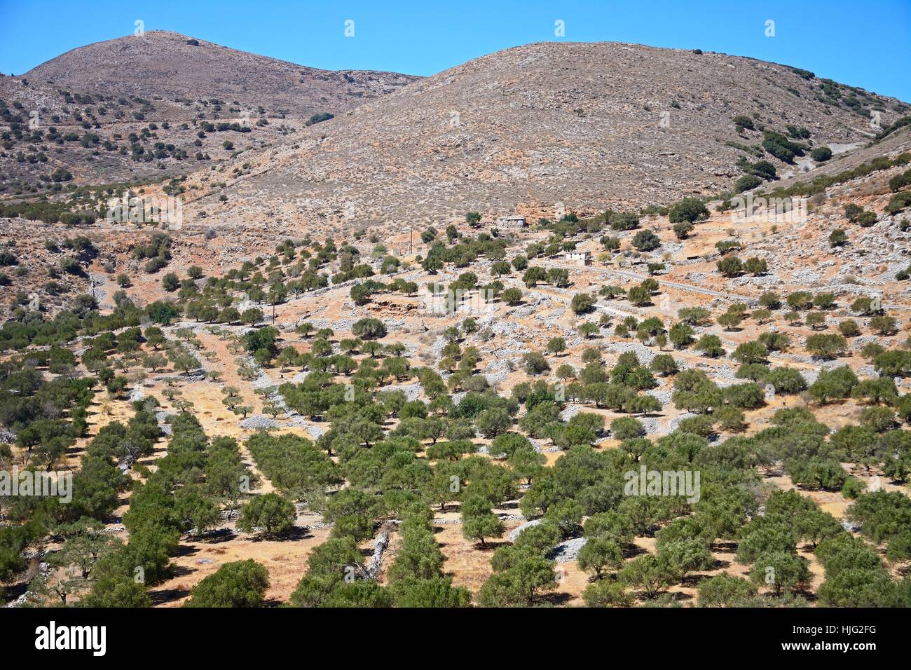 Elevated view of olive groves in the Greek countryside near Elounda ...