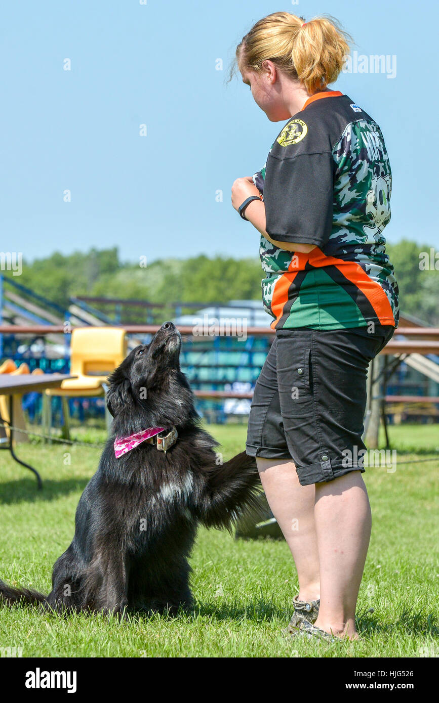 Dogs of different breeds participated in the competition jumping over ...