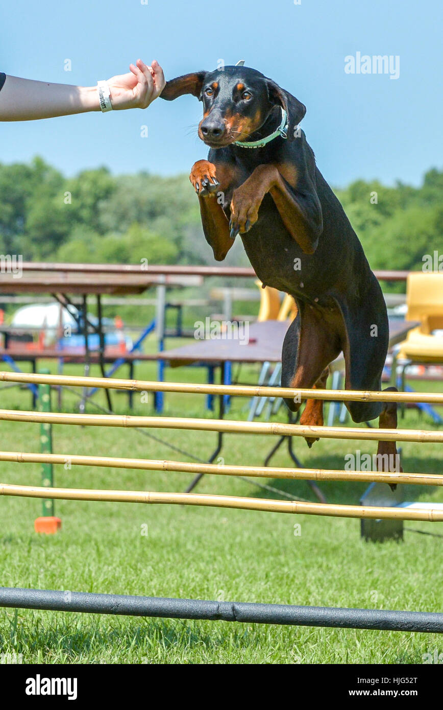 Dogs of different breeds participated in the competition jumping over ...