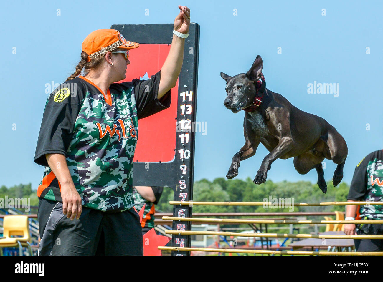 Dogs of different breeds participated in the competition jumping over ...