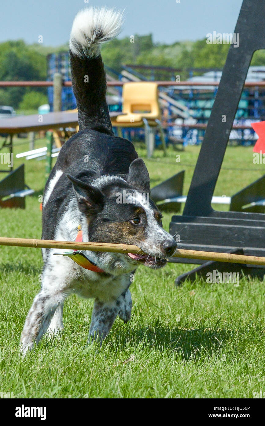 Dogs of different breeds participated in the competition jumping over ...