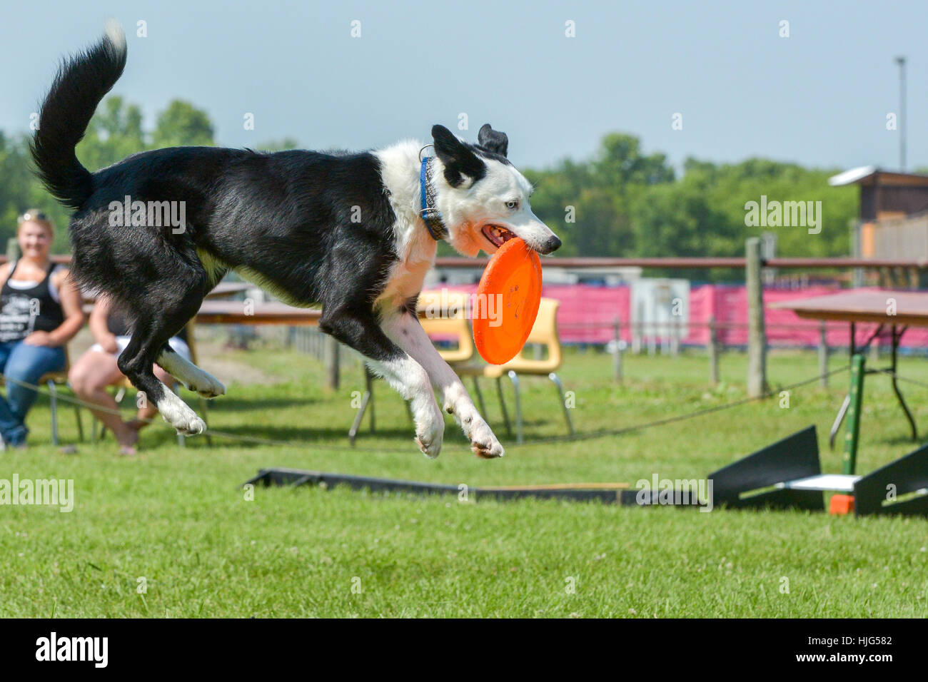 Dogs of different breeds participated in the competition jumping over ...