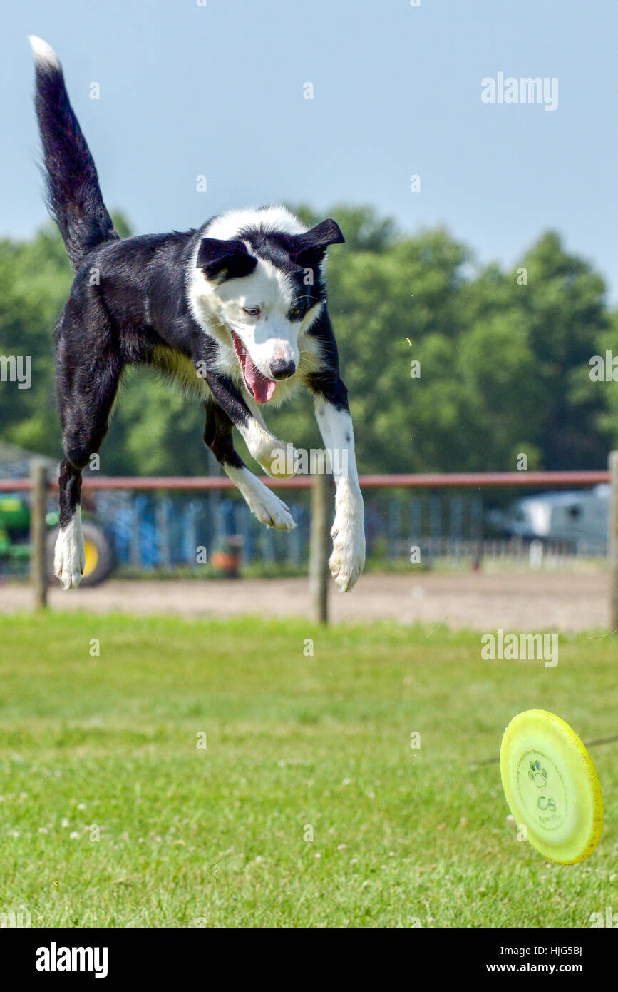 Dogs of different breeds participated in the competition jumping over ...