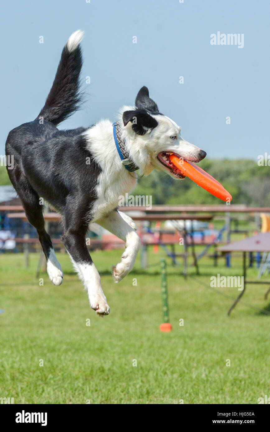 Dogs of different breeds participated in the competition jumping over ...