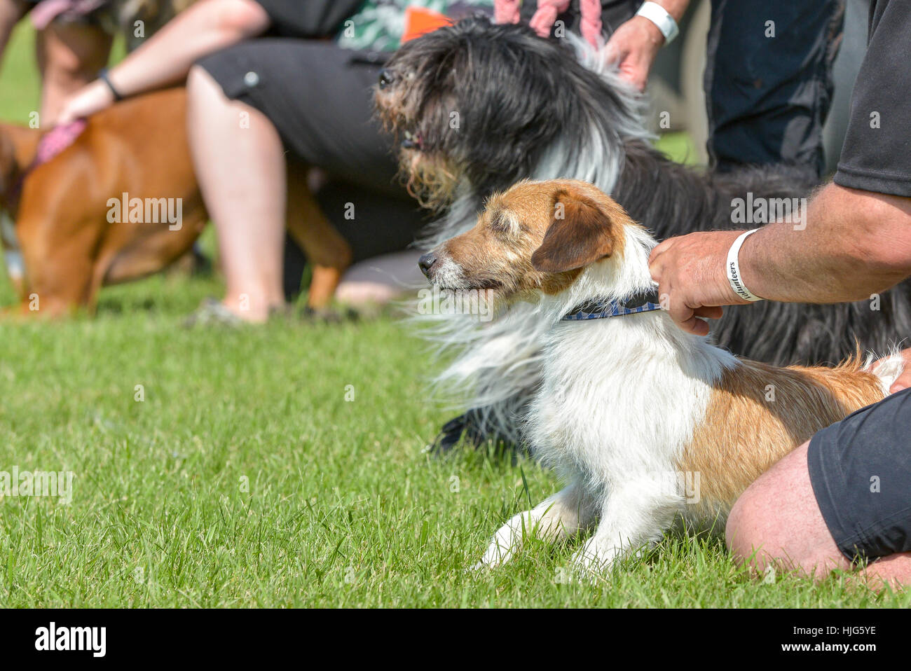Dogs of different breeds participated in the competition jumping over ...