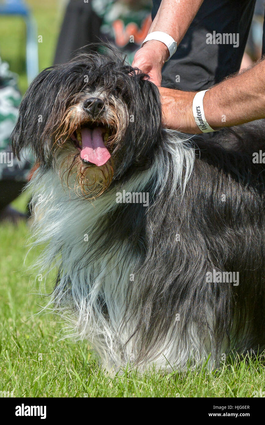 Dogs of different breeds participated in the competition jumping over ...