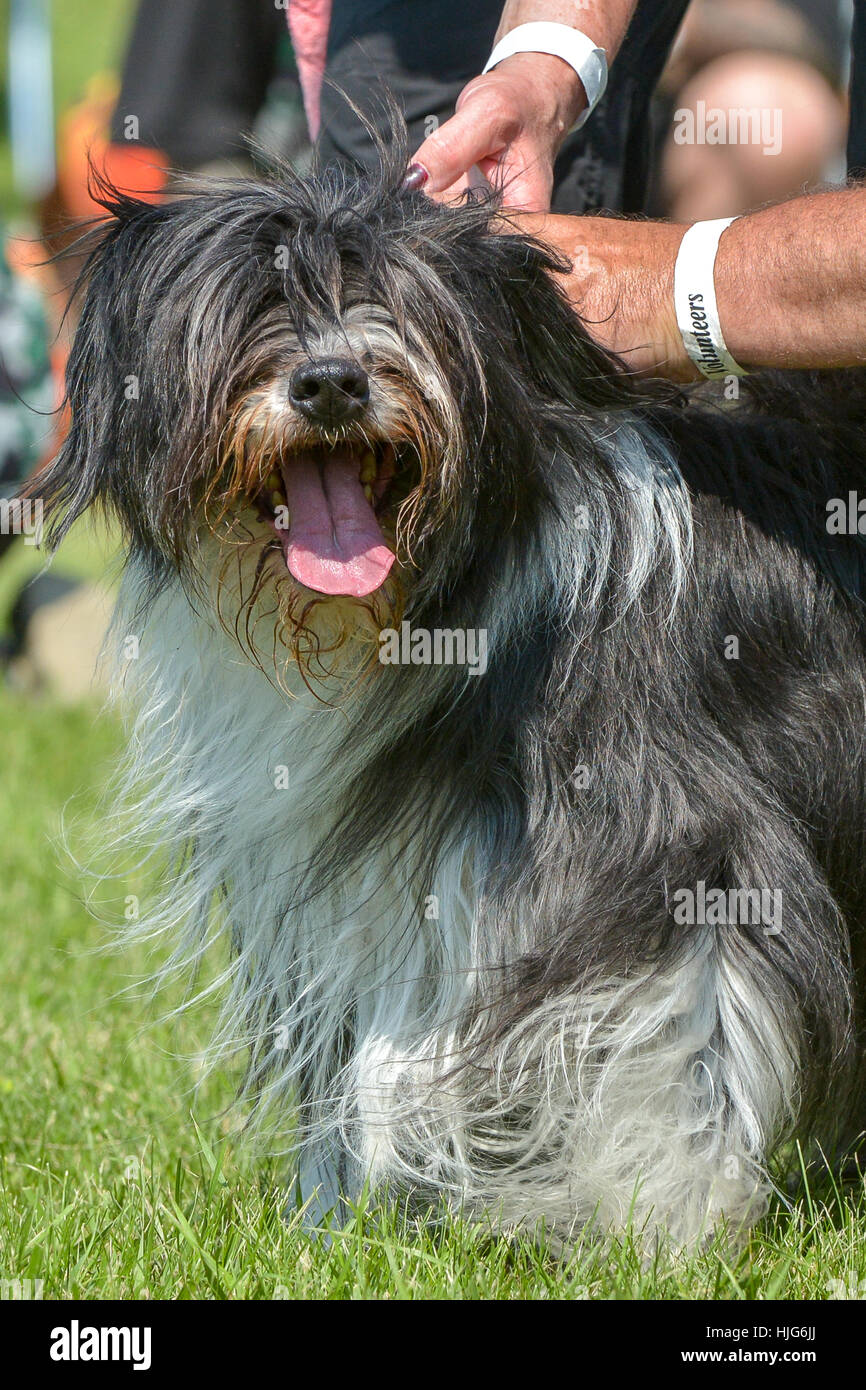 Dogs of different breeds participated in the competition jumping over ...