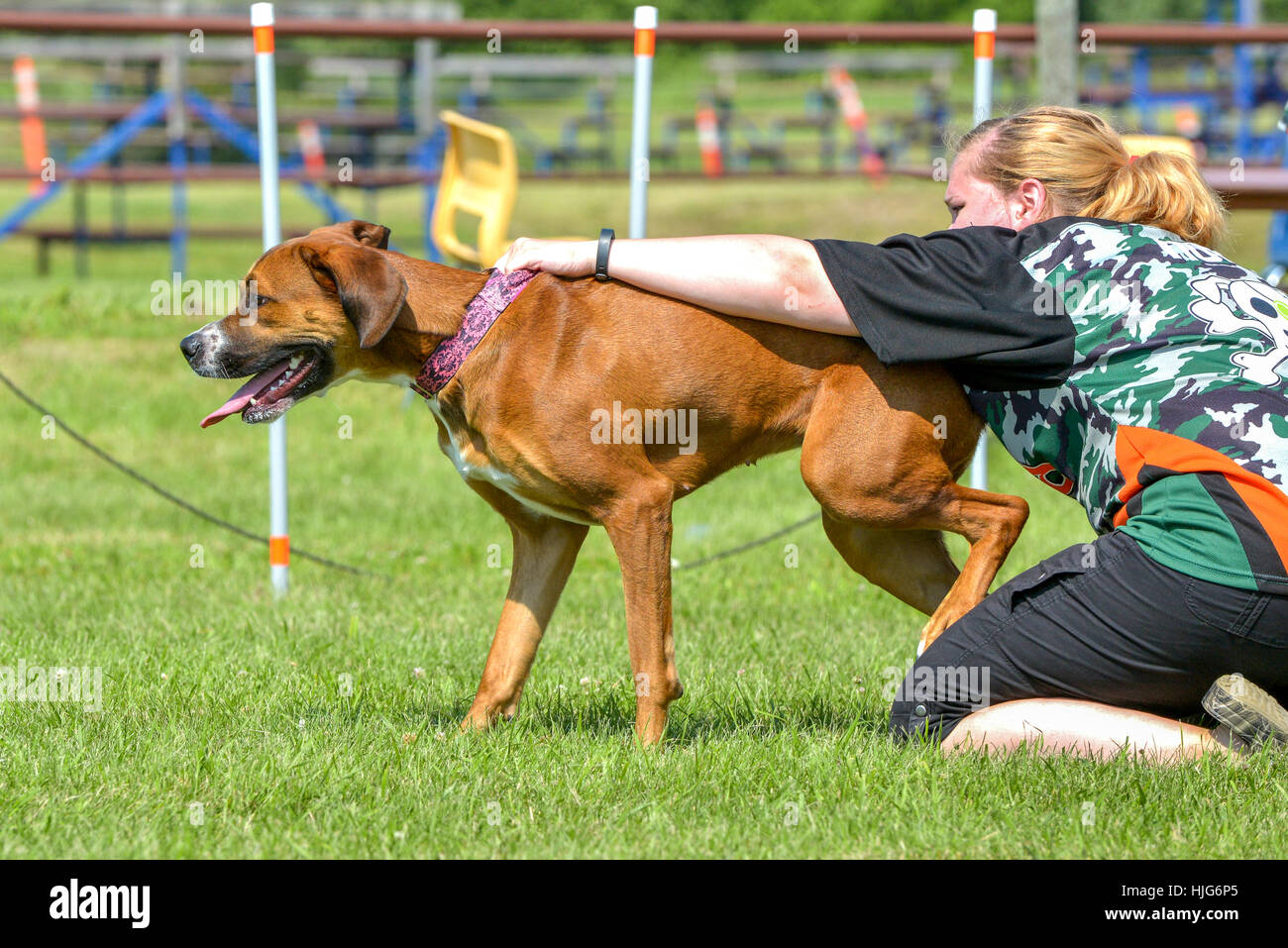 Dogs of different breeds participated in the competition jumping over ...