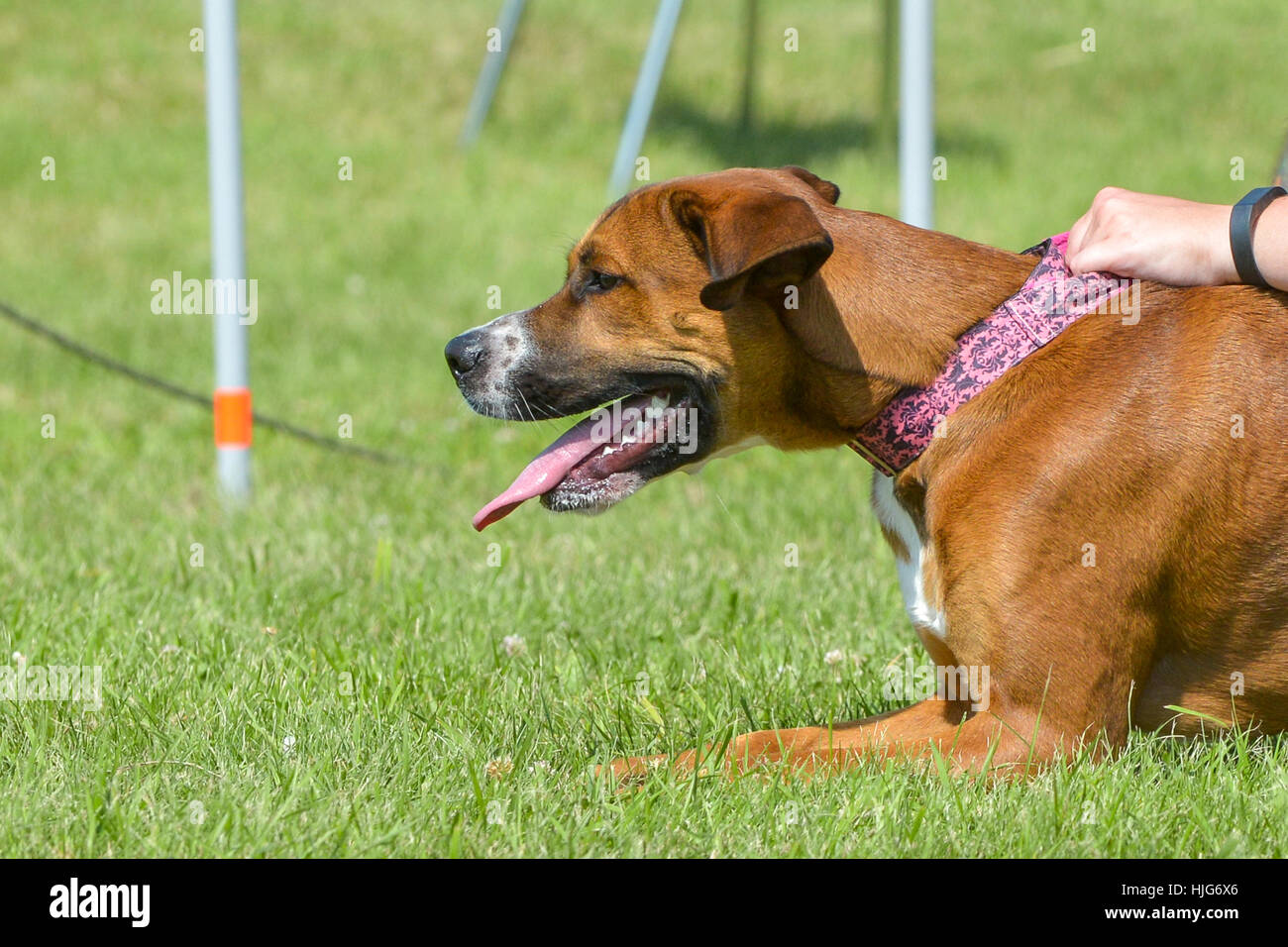 Dogs of different breeds participated in the competition jumping over ...