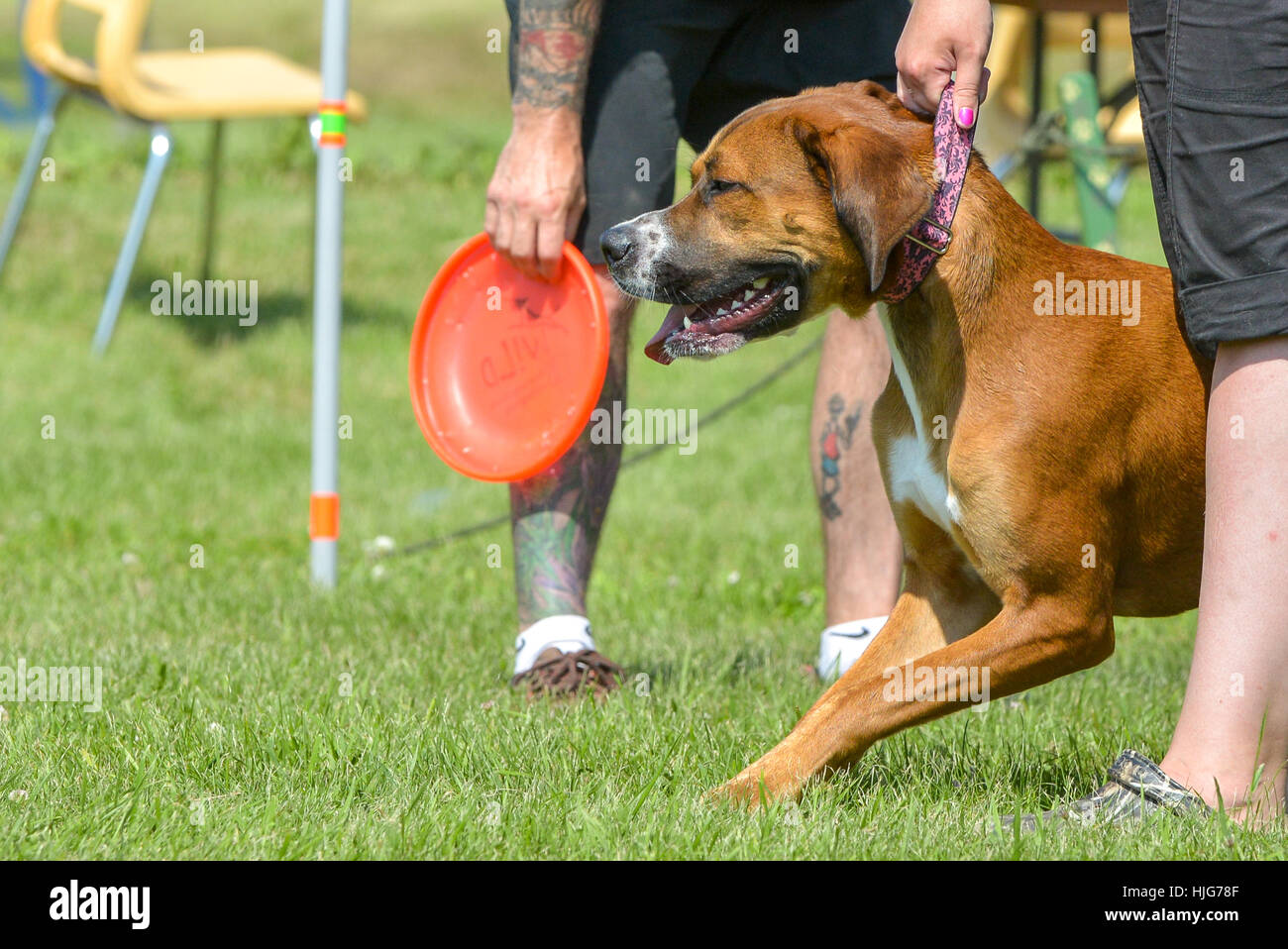 Different breeds dogs running hi-res stock photography and images - Alamy