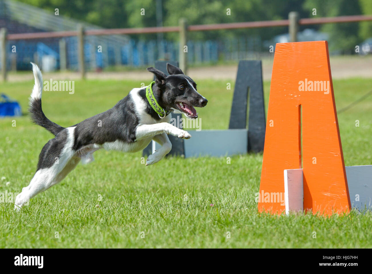 Dogs of different breeds participated in the competition jumping over ...