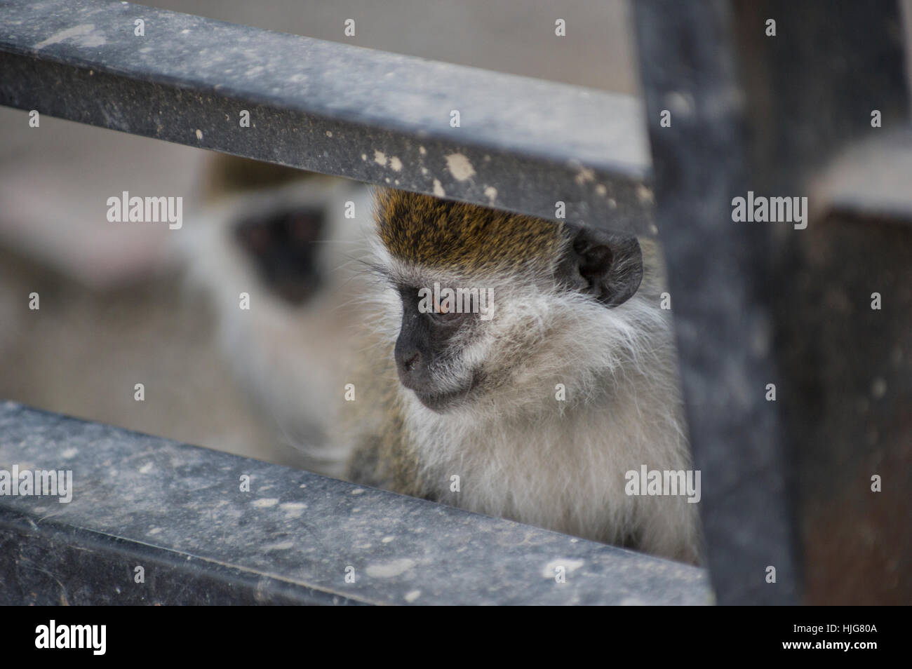 Two monkeys looking out from behind the bars of a fence Stock Photo - Alamy