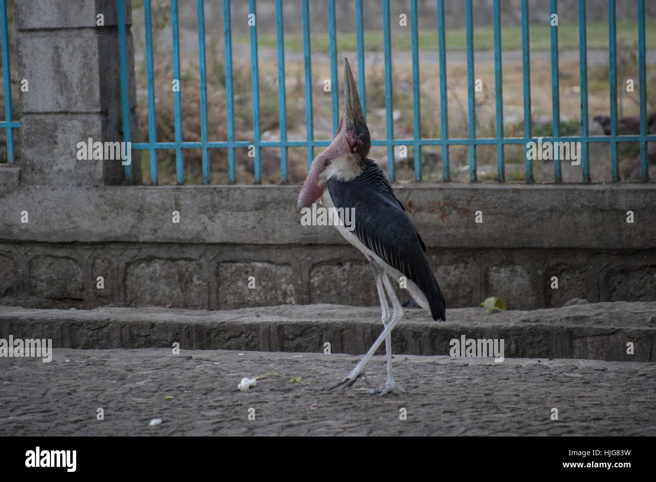 Marabou stork swallowing fish in front of a blue metal fence Stock ...