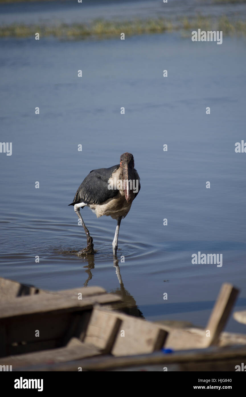 Marabou stork wading in Lake Hawassa at the fish market Amora Gedel in ...