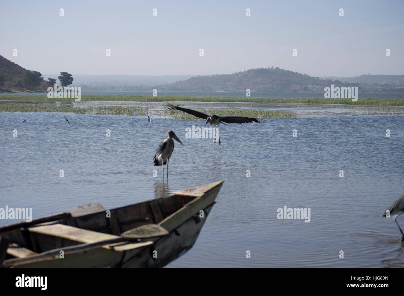 Marabou sahara hi-res stock photography and images - Alamy