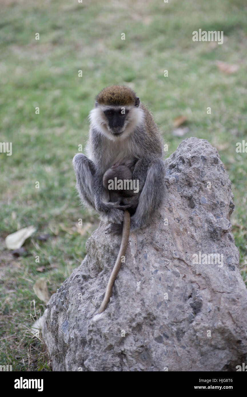 Female monkey sitting on a rock with a baby monkey in her pouch Stock ...