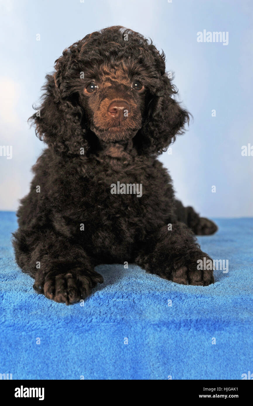 Blue poodle hi-res stock photography and images - Alamy