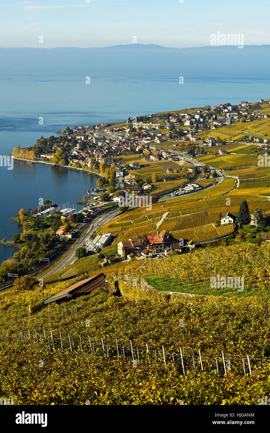 Vineyards in autumn with a view of the wine-producing Cully village ...