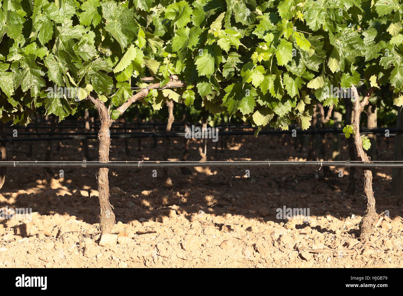 agriculture, farming, vineyard, spring, wineyard, vine, grape vine ...