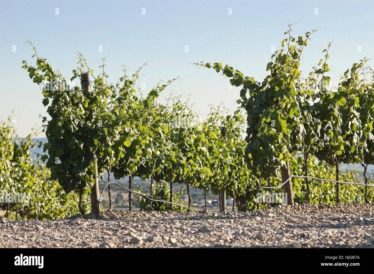 agriculture, farming, vineyard, spring, wineyard, vine, grape vine ...