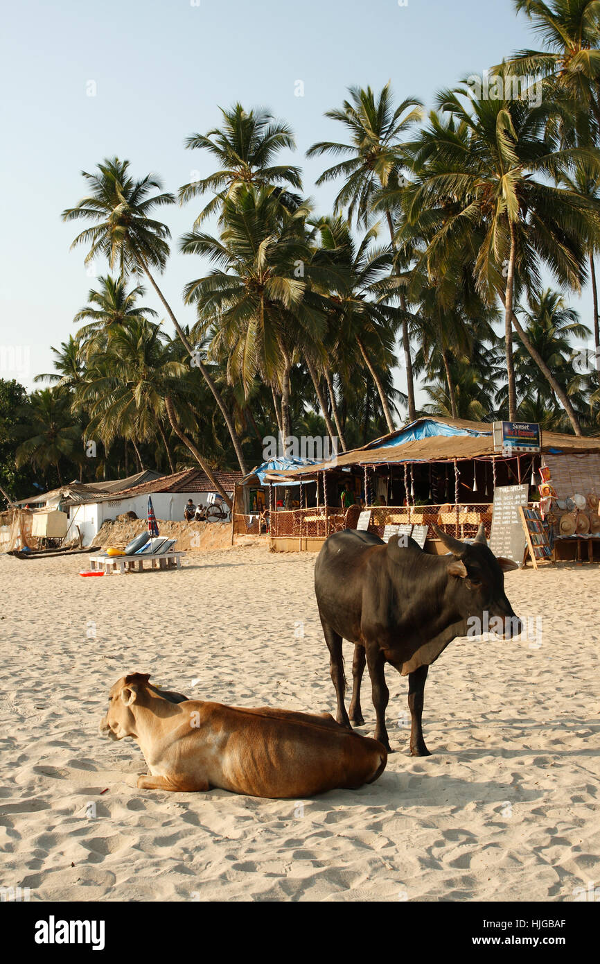 Holy cows on the beach, Palolem, Goa, India Stock Photo - Alamy