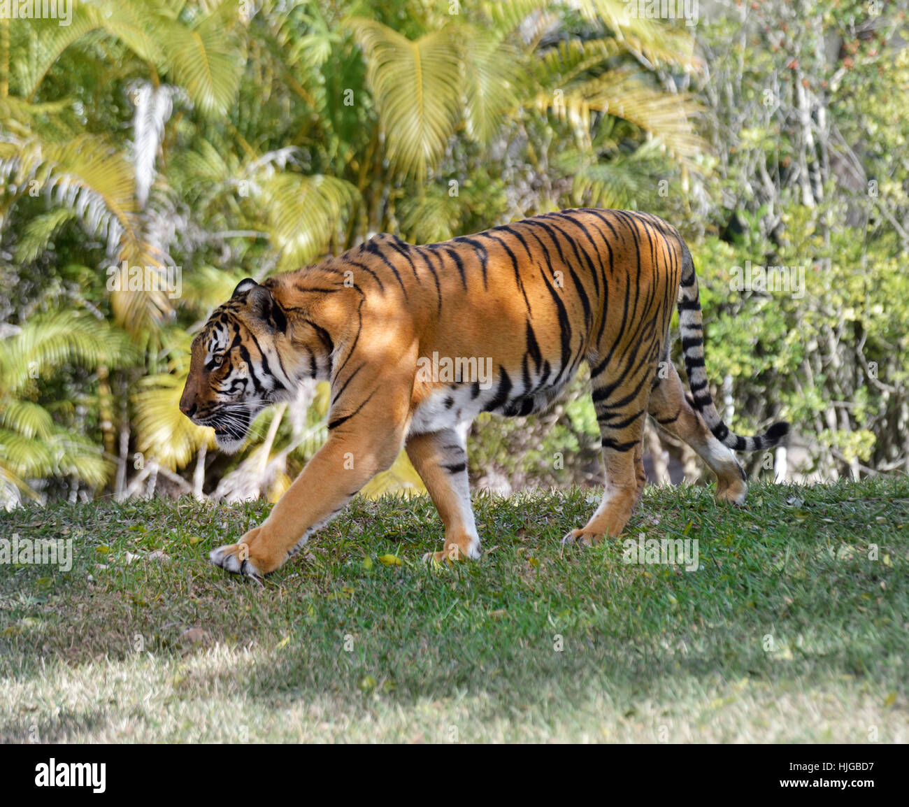 animal, mammal, wood, male, masculine, cat, big cat, feline predator ...
